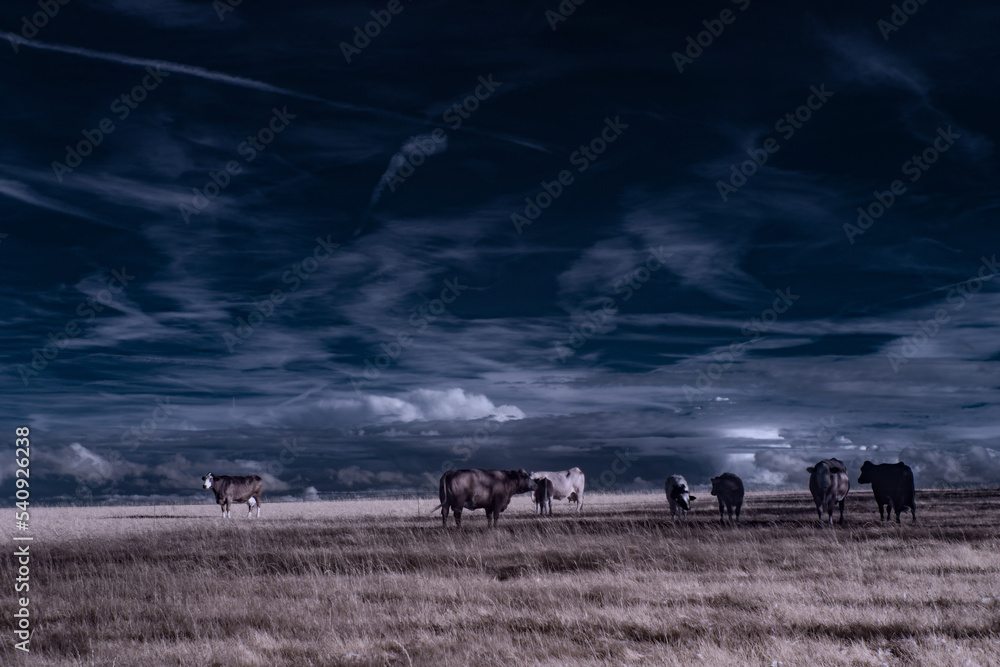 infrared photography - ir photo of landscape under sky with clouds ...