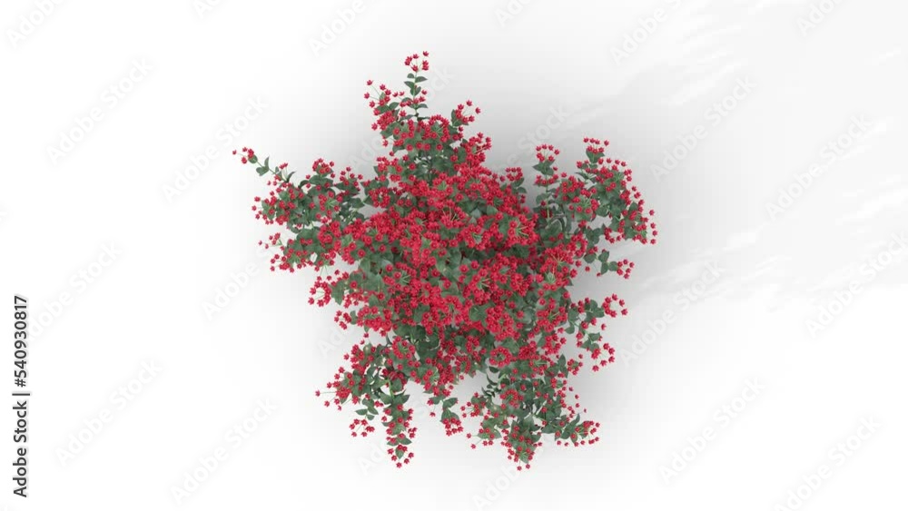 Brunfelsia flower on a white background 3D animation, Flowering shrubs ...
