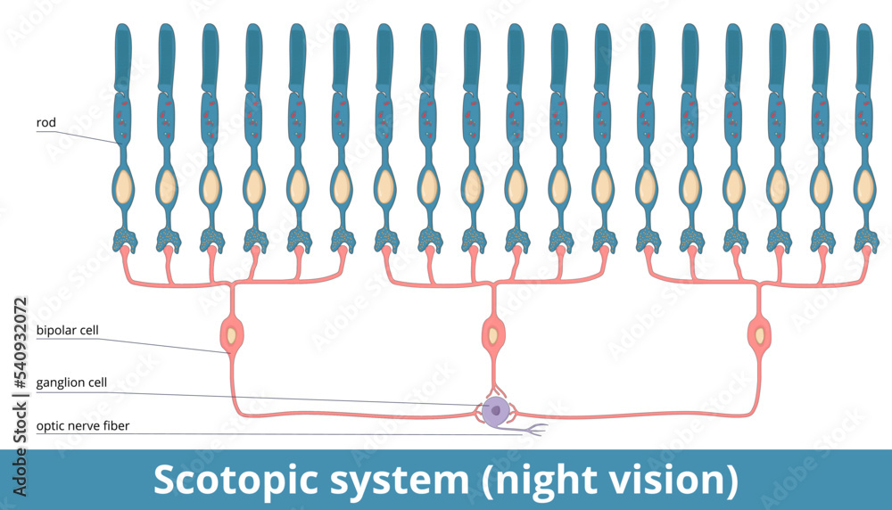 Scotopic system (night vision). Rods are connected to one bipolar cell ...