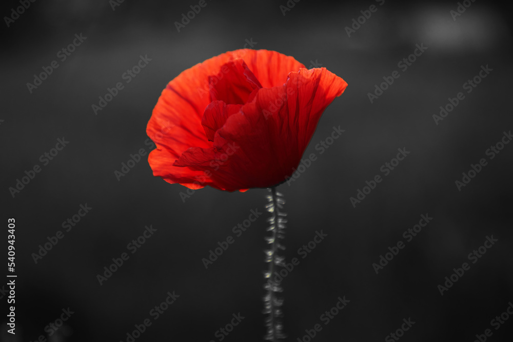 Red poppies flowers field for Remembrance day. Stock Photo | Adobe Stock