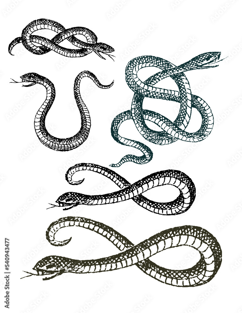 snake and rope Stock Photo | Adobe Stock