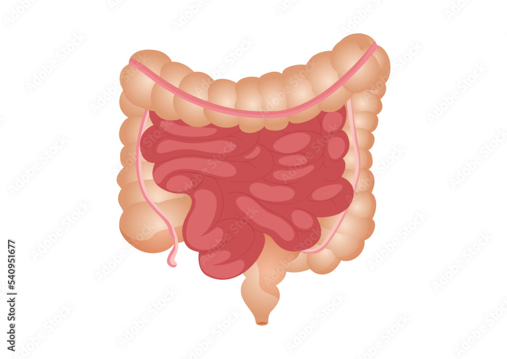 Flat vector illustration of small and large intestine. The human ...
