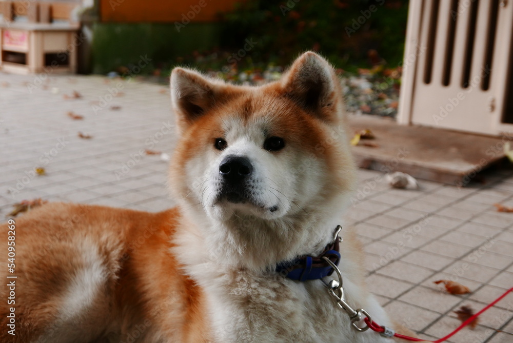 The Akita dog, Akita-ken is a historic dog breed of large size ...