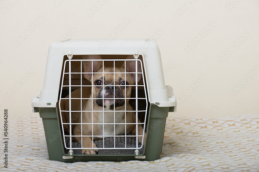 Carrying a dog - a French bulldog sits behind a closed metal lattice ...