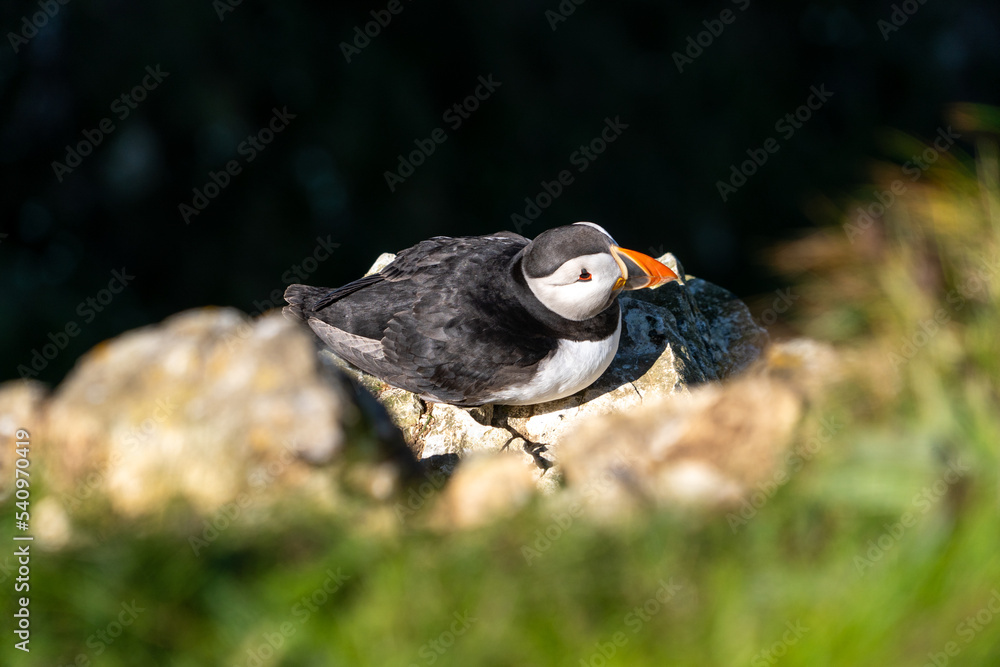 Puffin nesting on cliff face on rugged UK coastline low-level portrait ...