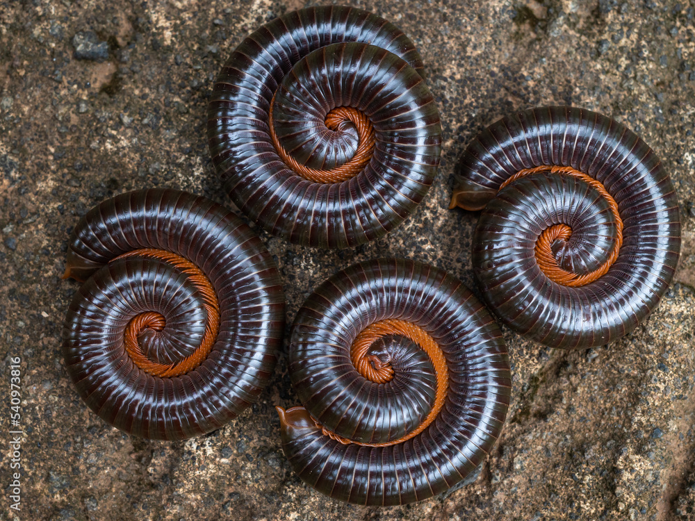 millipedes are arthropods that have two pairs of legs per segment ...