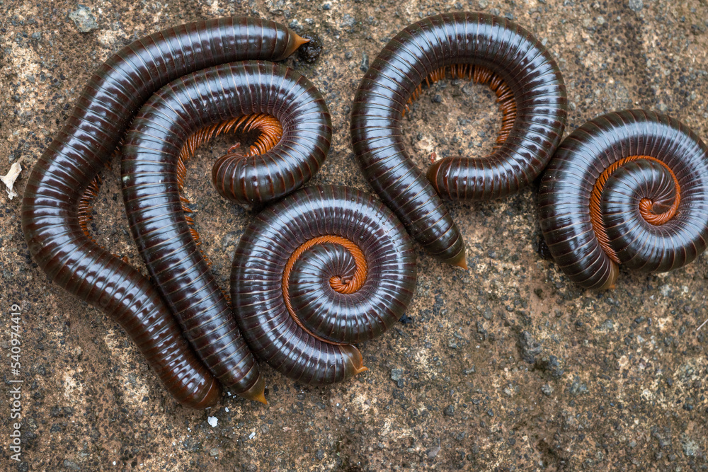 millipedes are arthropods that have two pairs of legs per segment ...