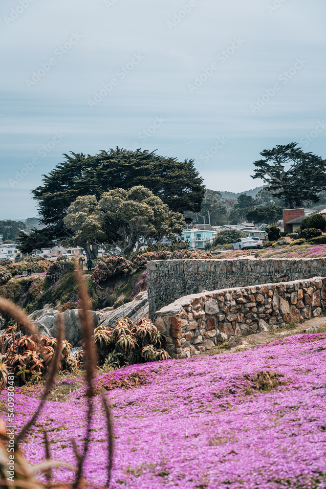 Purple Flowers at Pacific Grove Stock Photo | Adobe Stock