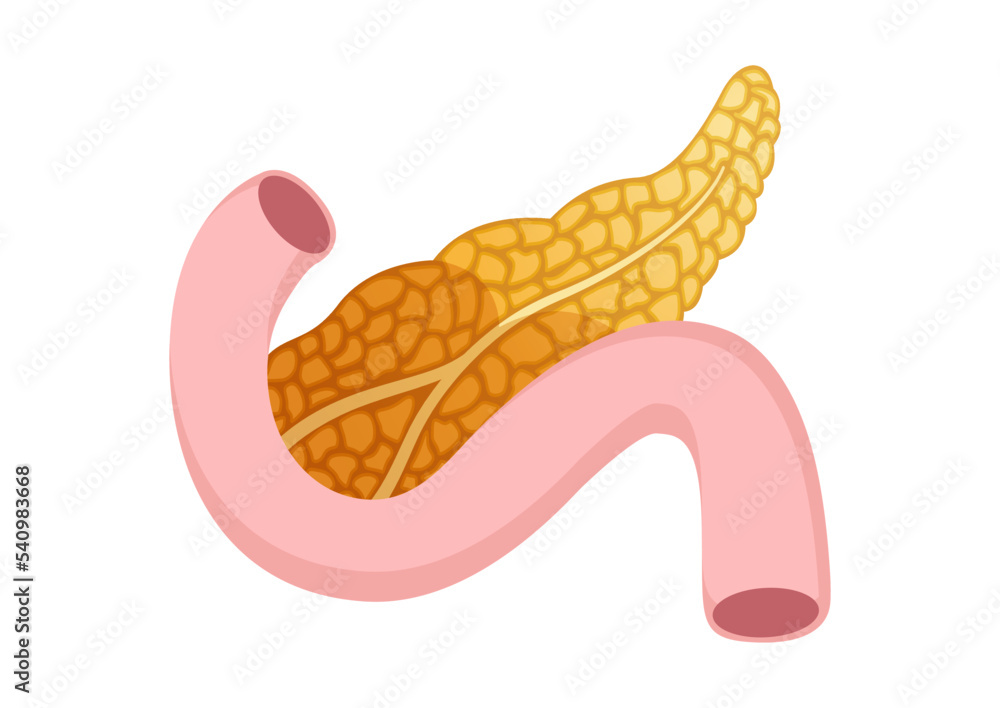 Pancreas icon in cartoon style isolated on white background. Vector ...