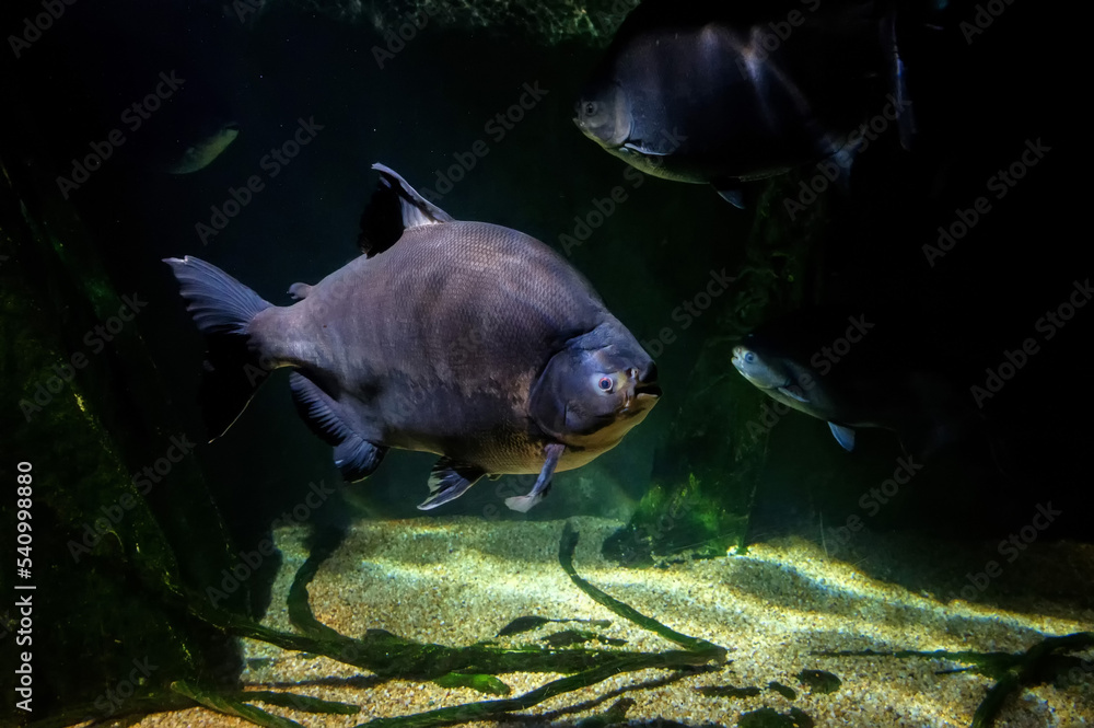 Colossoma macropomum or The tambaqui also known as the giant pacu Stock ...
