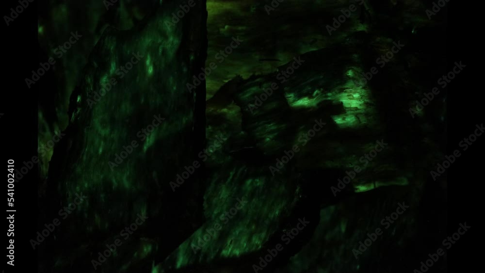 Bioluminescence in the pieces of old oak wood caused by glowing ...