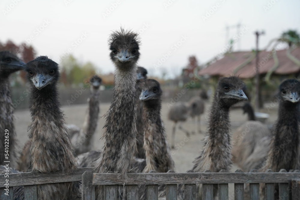 Selective shot of a flock of emus (Dromaius novaehollandiae) behind the ...