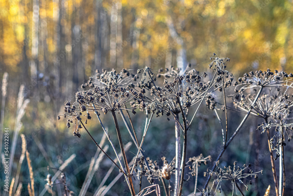 Dried bushes of the umbrella plant Heracléum Sosnovsky Stock Photo ...