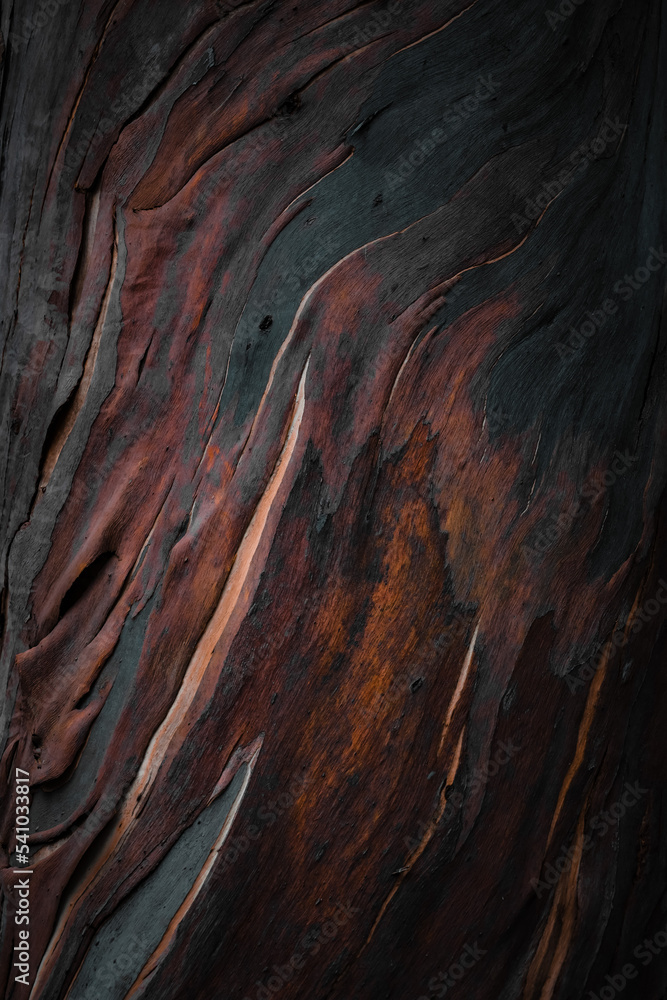 Tree texture unclose growing red wood Stock Photo | Adobe Stock