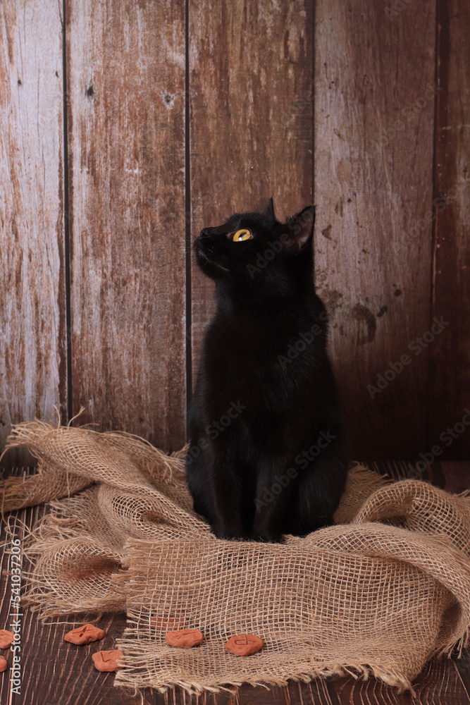 still life in Gothic Halloween style. Black cat, runes, The table of a ...