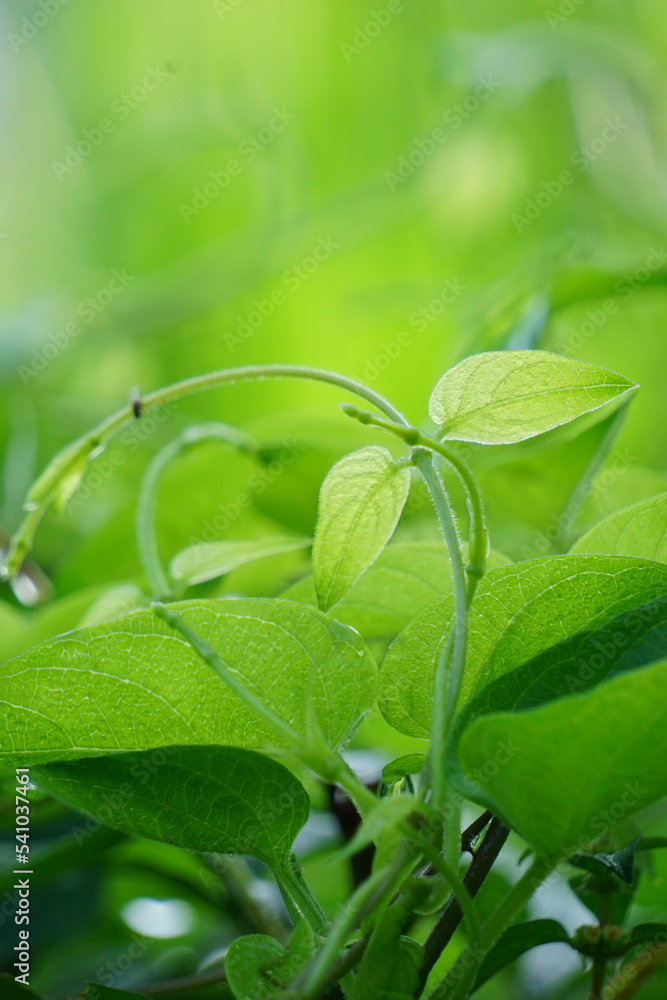 Paederia foetida (Also called skunkvine, stinkvine, gembrot, sembukan ...