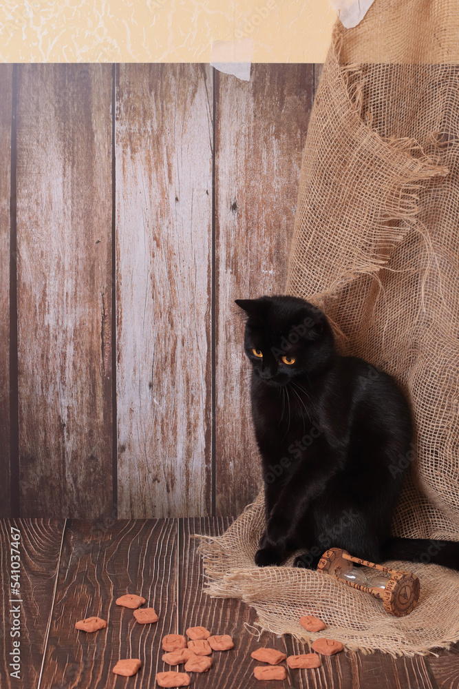 still life in Gothic Halloween style. Black cat, runes, hourglass with ...