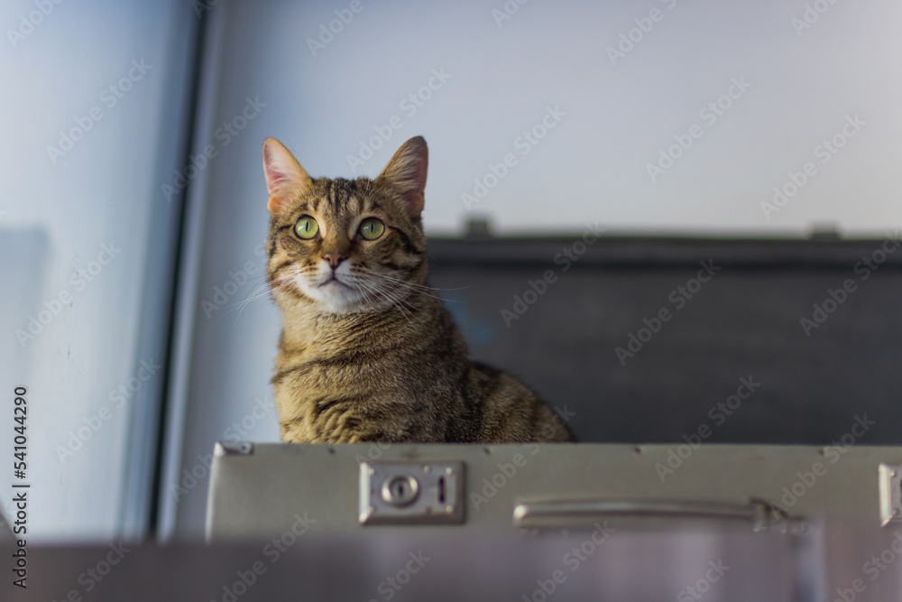 Cat in a Suitcase - Cat Laying Inside Travel Luggage - Bengal Cat ...
