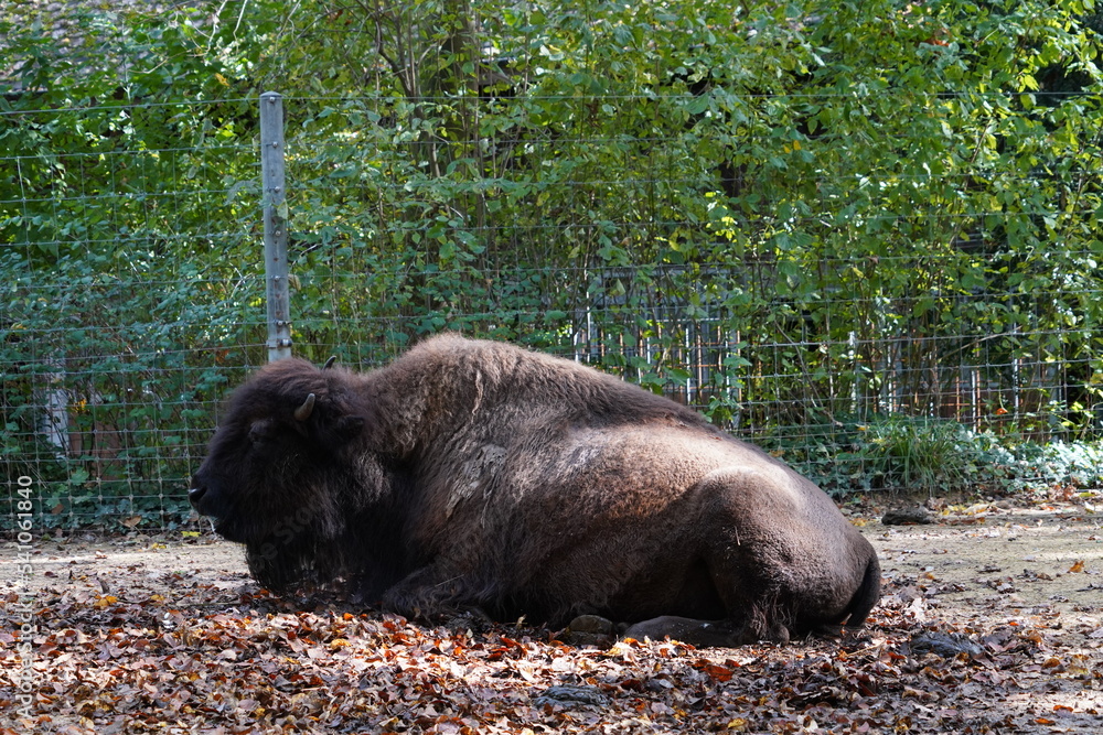 View on young american bison, in Latin Bison bison, laying on the ...