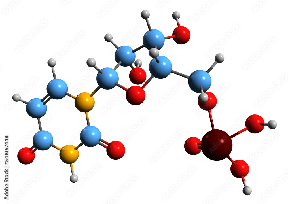 3D image of Uridine monophosphate skeletal formula - molecular chemical ...