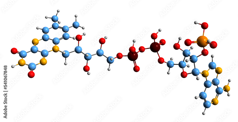 3d Image Of Adenosine Monophosphate Skeletal Formula Molecular Chemical Structure Of