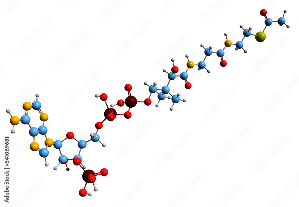 3D image of Acetyl-CoA skeletal formula - molecular chemical structure ...