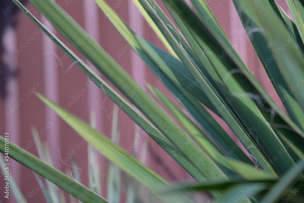 Yucca filamentosa green leaves blue yucca filamentous diagonally close ...