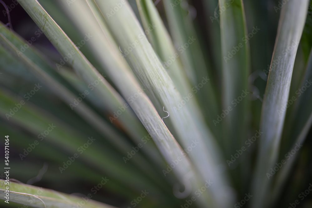 Yucca filamentosa green leaves blue yucca filamentous diagonally close ...