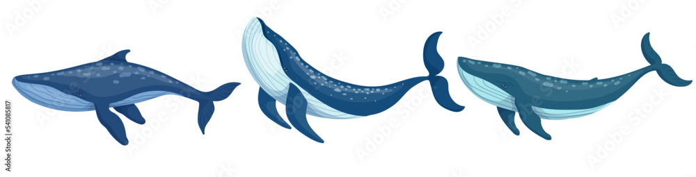 Set of blue whale aquatic mammals. Cartoon vector graphics. Stock ...