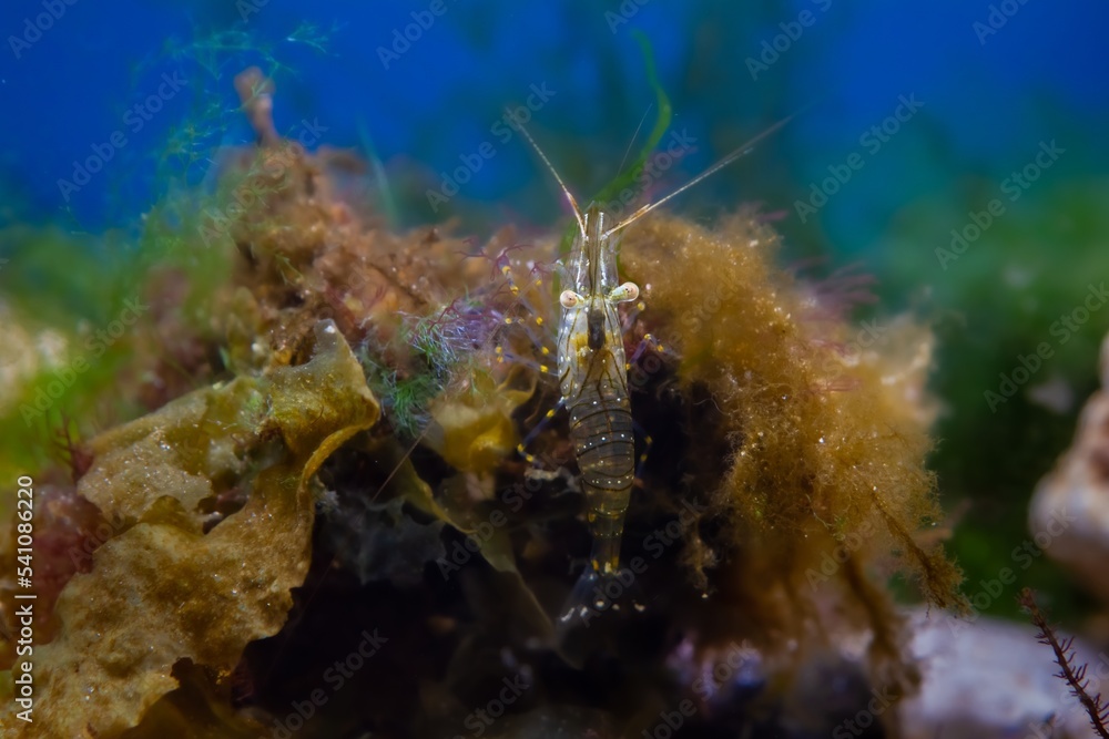 active saltwater adult rockpool shrimp search for food in green and ...