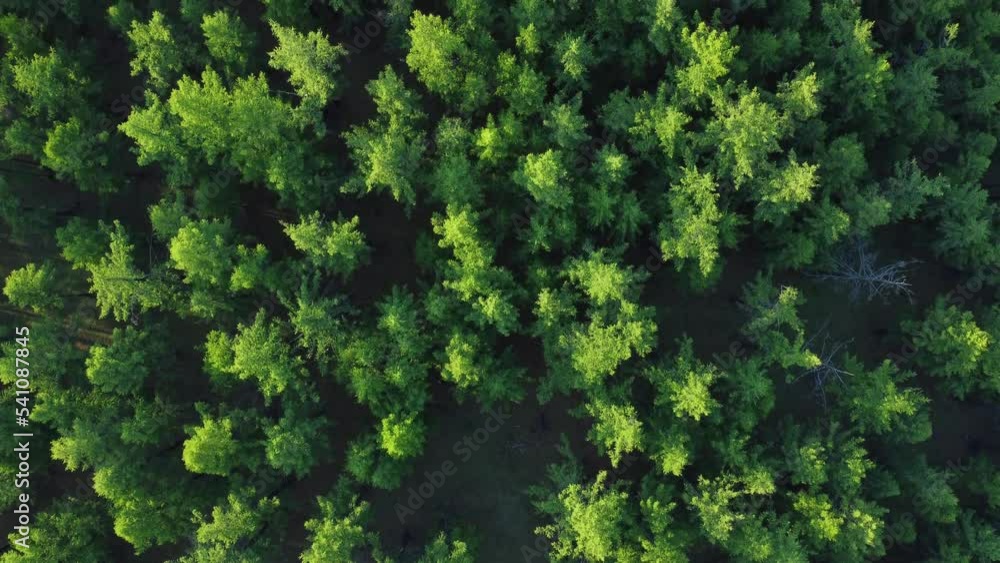 4k Above view of crowns of green trees outdoors irrl. Aerial pic of ...