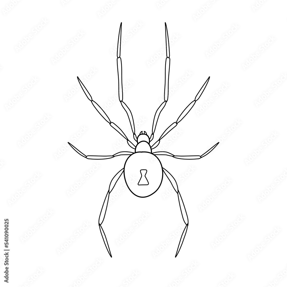 Spider Outline