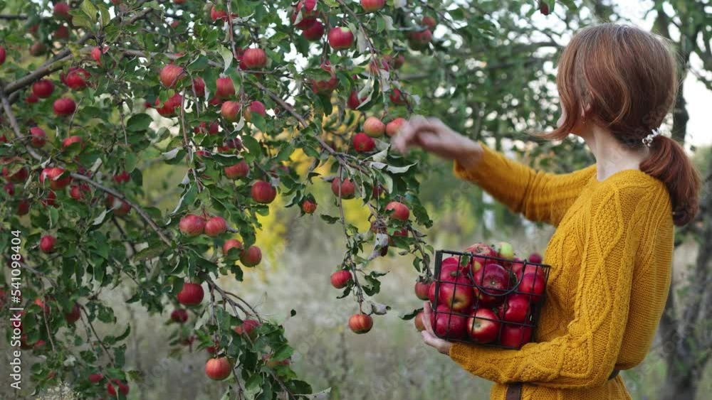 girl picking the apples from the tree Stock Video | Adobe Stock