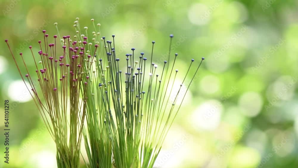 Eriocaulon flowers on nature background. Stock Video | Adobe Stock