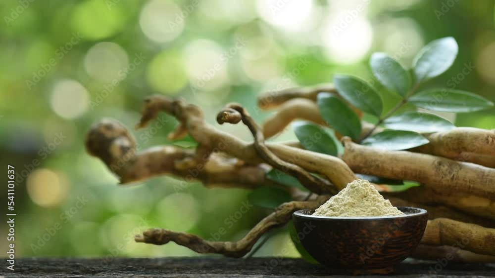 Eurycoma longifolia Jack,dried roots,green leaves and powder on nature ...