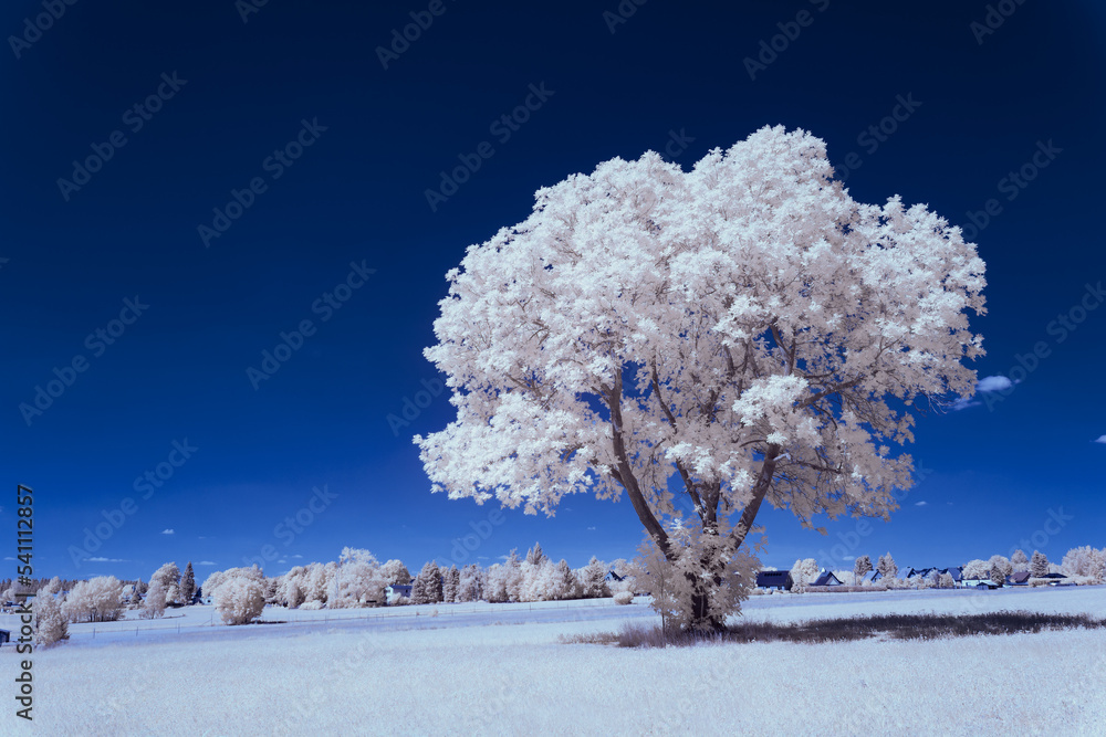 infrared photography - ir photo of landscape under sky with clouds ...