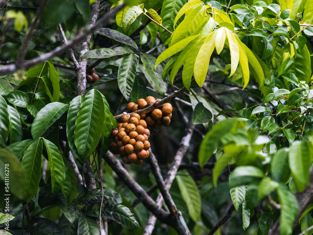 Longan background with lots of leaf and branch around from puerto rico ...