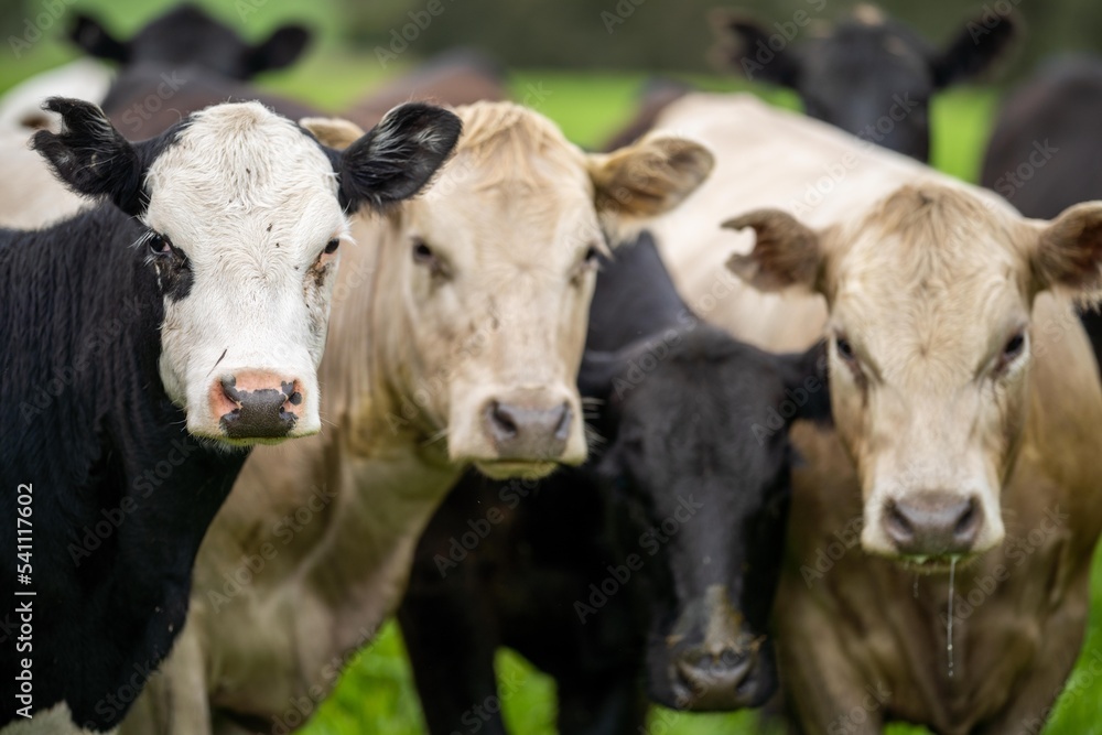 meat production on a organic ranch and cows eating grass Stock Photo ...