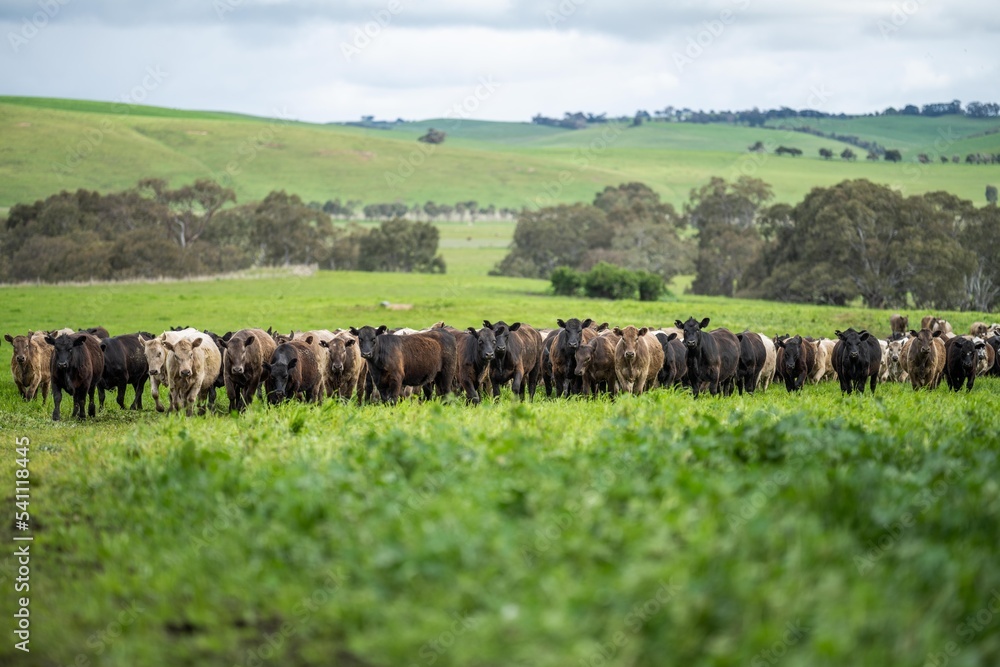 Foto de regenerative agriculture on a farm in australia, growing soil ...