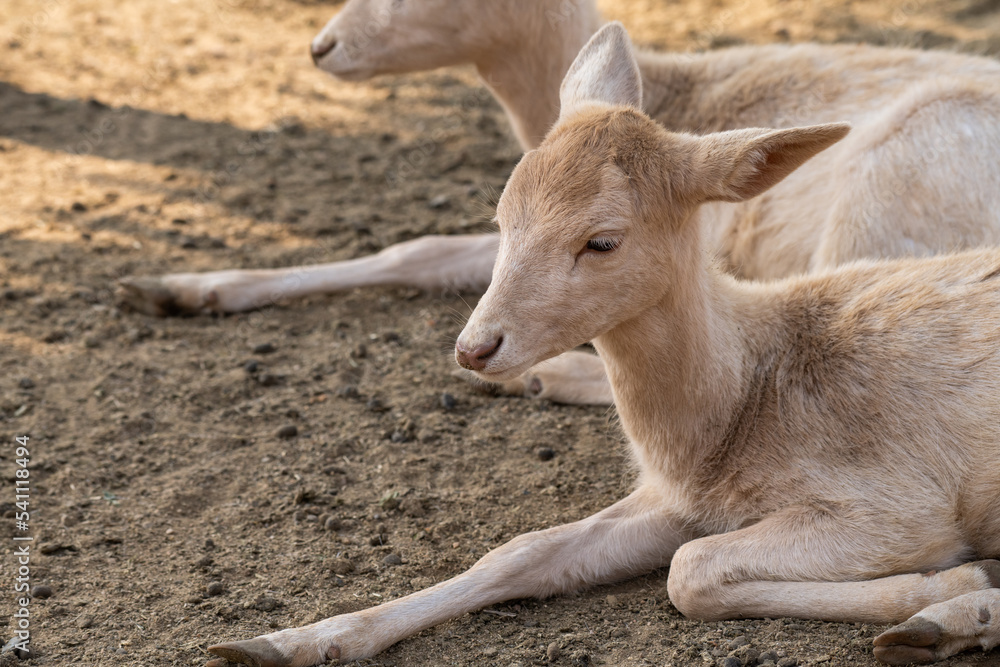 Oribi, Ourebia ourebi is cute small antelope found in eastern, southern ...