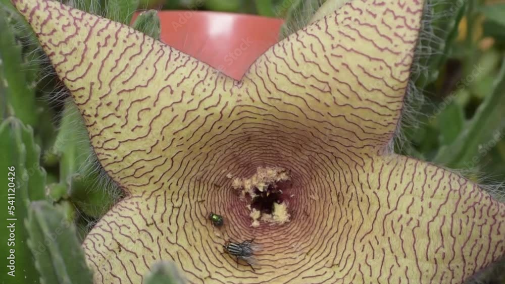 Stapelia Gigantea, cactus star flower, Apocynaceae, Zulu giant, carrion ...