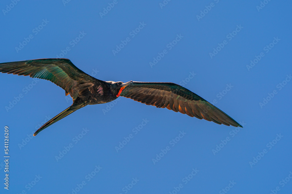 Magnificent frigatebird in flight Stock Photo | Adobe Stock
