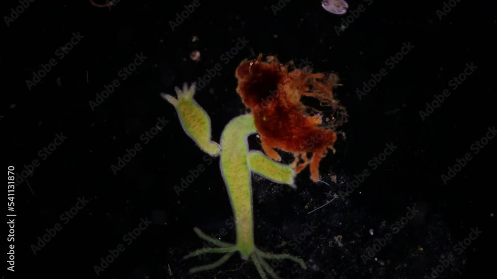 Hydra is a genus of small, fresh-water animals of the phylum Cnidaria ...