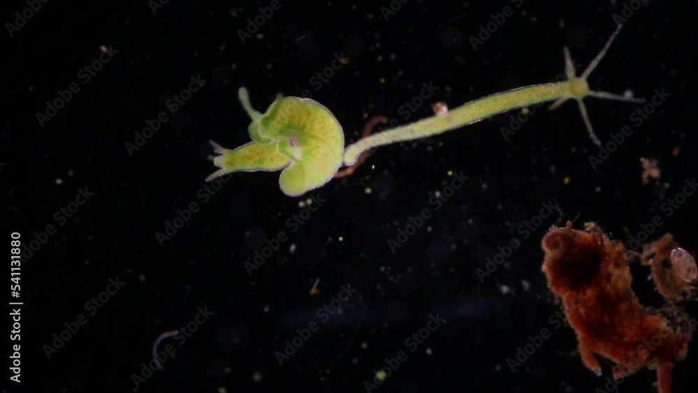Hydra is a genus of small, fresh-water animals of the phylum Cnidaria ...