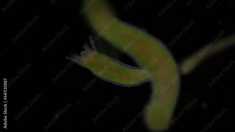 Hydra is a genus of small, fresh-water animals of the phylum Cnidaria ...