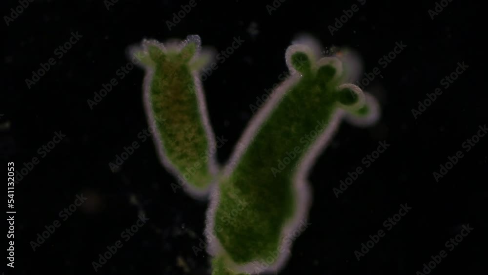 Hydra is a genus of small, fresh-water animals of the phylum Cnidaria ...