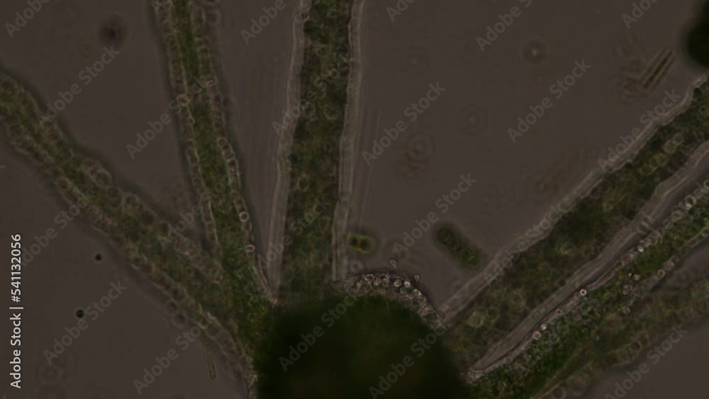 Hydra is a genus of small, fresh-water animals of the phylum Cnidaria ...