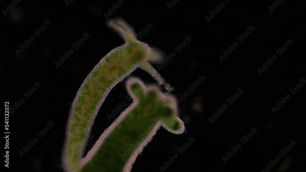Hydra is a genus of small, fresh-water animals of the phylum Cnidaria ...