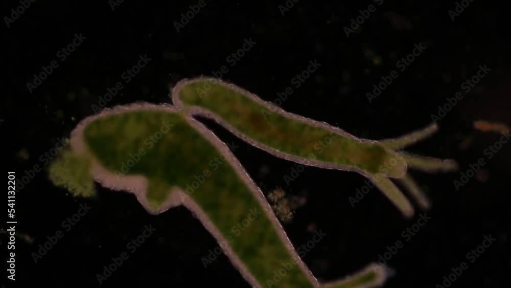 Hydra is a genus of small, fresh-water animals of the phylum Cnidaria ...