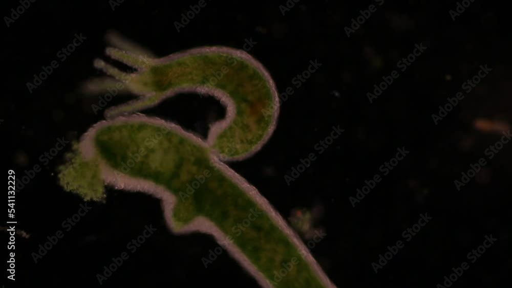 Hydra is a genus of small, fresh-water animals of the phylum Cnidaria ...